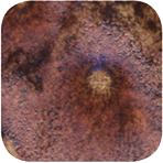 Amaco Crystaltex Glaze CTL34 Granada – BigCeramicStore.com