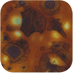 Amaco Crystaltex Glaze CTL35 Nutmeg – BigCeramicStore.com